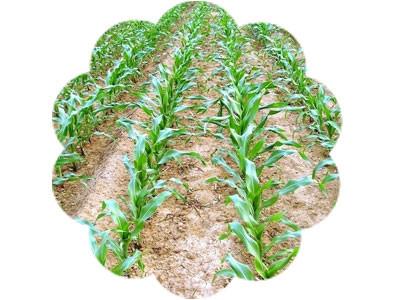 China No-tillage Corn Seeder for sale