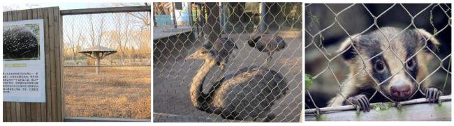 сетка зоопарка/сетка кабеля aviary птицы/животная сетка приложения