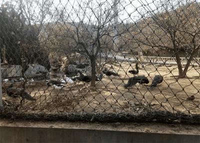 중국 Boston 1.2Mm- 4.0mm Wire Stainless Steel Aviary Mesh Animal Enclosure Mesh Ferruled 판매용