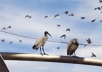 중국 마름모꼴 스테인레스 강 새장 메쉬 네팅 고강도 2.0 밀리미터 판매용
