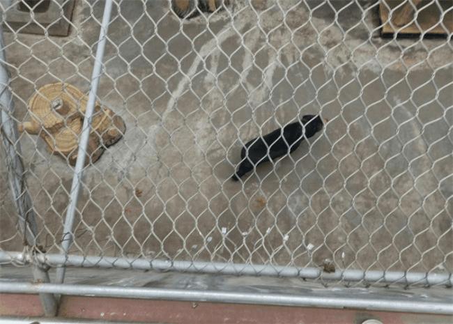 Cavo metallico tessuto dimensione su misura rifornimento Mesh Cable Zoo Enclosure Mesh di acciaio inossidabile della maglia 304 della corda del foro della fabbrica