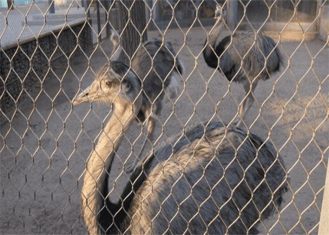 Maglia di recinzione dello zoo