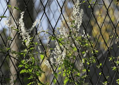 Cina cavo metallico Mesh Bird Wire Rope Netting 304L dell'ossido del nero del puntale 316L per lo zoo in vendita