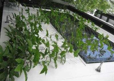 China AISI 304L Garden Trellis Net , 1.4401 Plant Support Netting Mesh 4.0mm for sale