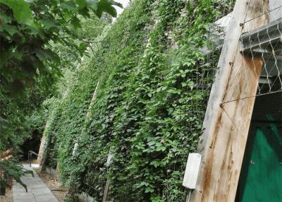 China Black Oxide Plant Trellis Netting 316L Stainless Steel Vegetable Mesh Netting CE for sale