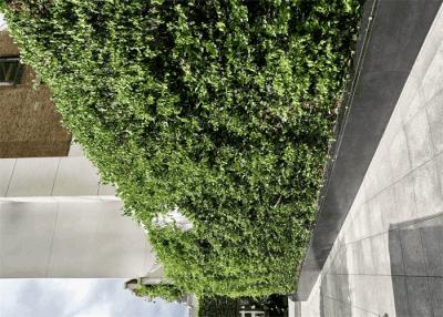 Cina il supporto netto rampicante della pianta di 304L 316L ingrana la pianta della parete di acciaio inossidabile di 60 gradi in vendita