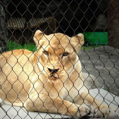 중국 난간은 동물원 동물 인클로저를 위해 네트로 이루어지는 스테인레스 강 와이어 로프 펜스 메쉬 새를 충전합니다 판매용