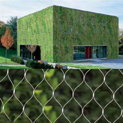 Cina Traliccio netto rampicante della pianta del cavo metallico della parete 7X7 di verde SS316 della pianta flessibile in vendita