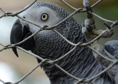 중국 고강도 스테인레스 강 새장 메쉬 패널 304L 316L 아연 도금선 판매용