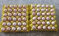 China Full Automatic Egg Tray Machine 6000pcs/Hr Single Layer Brick Oven Dryer 380V for sale