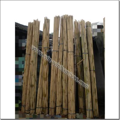 China Nice color treated long durable bamboo canes with good quality for sale