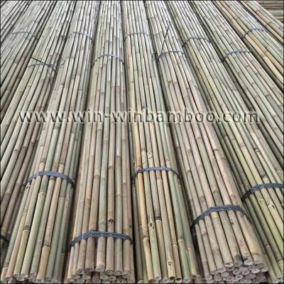 China tonkin canes bambu supports for garden or agricultural nursery bamboo stakes for sale