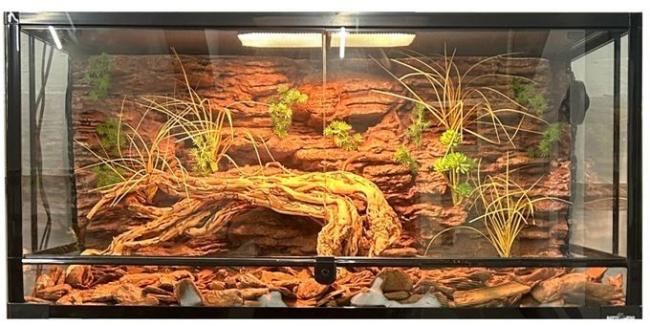Example installation of reptile tank background