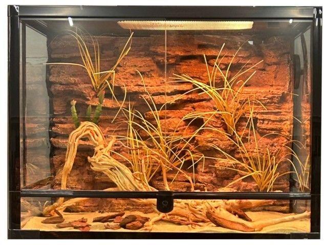 Finished reptile enclosure with natural-looking background