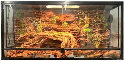 Cina Combinazione gratuita Easy DIY Sfondo 3d per Vivarium Tessura naturale SL-M50A in vendita