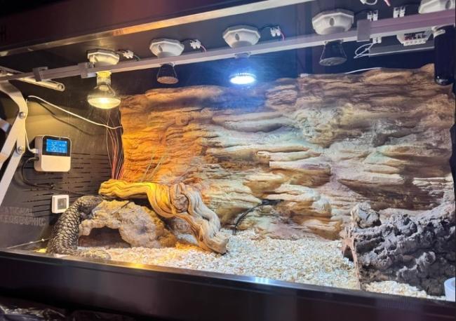 Custom reptile enclosure background example 1