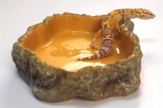 Natural looking reptile food bowl in terrarium setting