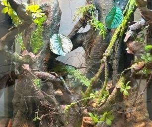 China Vivarium Background PU Material Ecological Natural Home Crawlers Reptiles for sale