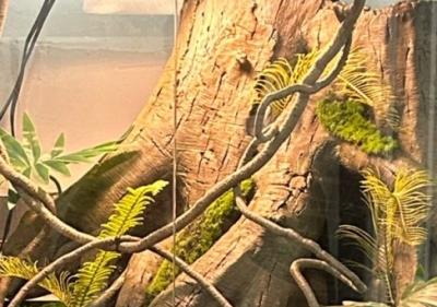 China Vivarium Background Model SL-M14A Fine Workmanship Natural Realistic for sale