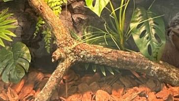 China Vivarium Background Natural Bark PU Matirial Waterproof Light Weight Free combination for sale