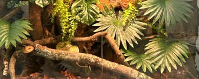 China 3D Vivarium Background Stump Rock Texture Corrosion Resistance Free Installation for sale