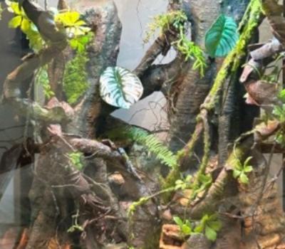 China 3D Vivarium Background Realistic Rocks Accessories Pet Cabinets Homelike Nature for sale