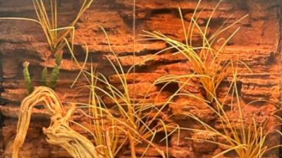 Cina Sfondo per terrario, lavorazione squisita, consistenza naturale, materiale PU in vendita