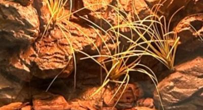 Cina Terrarium Background Acqua resistente alla corrosione Peso leggero SL-M38A in vendita