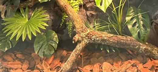 SL-M25A Reptile Tank Backdrop showing realistic texture and design