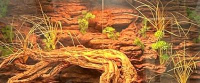 중국 토마토 케이지 배경 생생한 텍스처 정통 자연 친환경 건축물 판매용