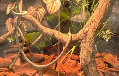 Cina Configurazioni Modulari Sfondo per Terrario Lucertole​​ Habitat Solutions Modello SL-M27A in vendita