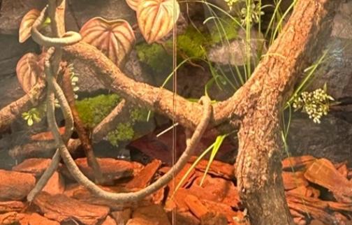 Lizard Tank Background Modular Habitat Solution showing realistic textures