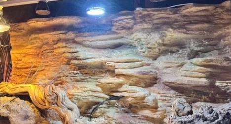 Realistic reptile tank background showing detailed bark texture and natural appearance