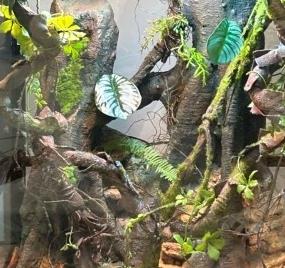 중국 환경적으로 파충류 격리 배경 쉬운 절단 암석 테라리움 배경 판매용