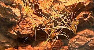 중국 물 retardant 파충류 격리 배경 곰팡이 방지 도마뱀 격리 배경 판매용