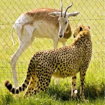 China Cerca de la alambrada en los mejores precios en venta