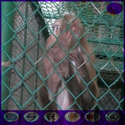 China Green Vinyl Coated Chain Link Fence in diamond mesh hole shape for animal zoo for sale