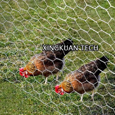 China Hexagonal HDG Chicken Wire Mesh For Poultry Netting 10m 20m Length for sale