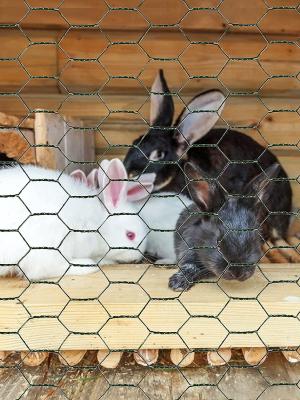 China Hexagonal Wire Mesh Chicken Wire for sale