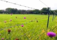 중국 250m 500m 아연 도금 철조망 뜨거운 담근 아연 코팅 철조망 판매용