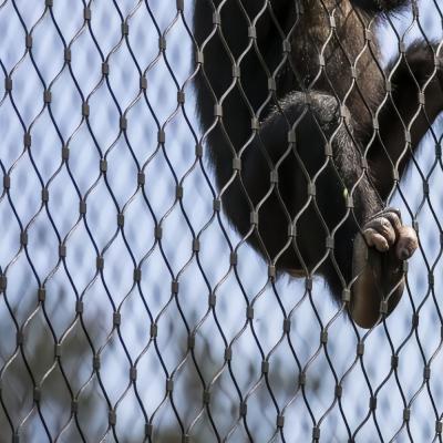 China 2.5 Meters Height Stainless Steel Wire Rope Mesh Fencing For Zoo Exterior Enclosure for sale