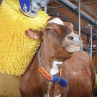 China Electric Swinging Cattle Scratching Brush For Back Itching for sale