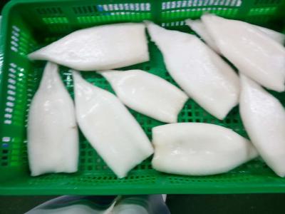 China Frozen Gigas/ Giant squid tube U5, 3-5pcs / bag for sale