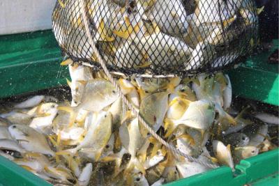 China Frozen Golden Pomfret / Pompano farmed for sale