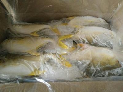 China Frozen Golden Pomfret / Pompano new harvest for sale