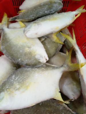 China Frozen Golden Pomfret / Pompano whole round for sale