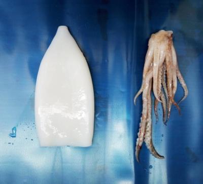 China Frozen Squid T+T for sale