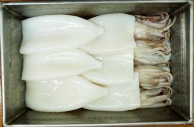 China Frozen Squid Tubes and Tentacles, T+T for sale