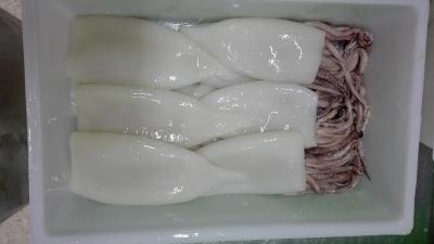 China Frozen Squid Tubes and Tentacles,  T+T for sale