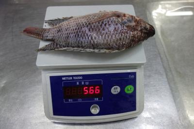 China Frozen Tilapia GS, Gutted & Scaled for sale
